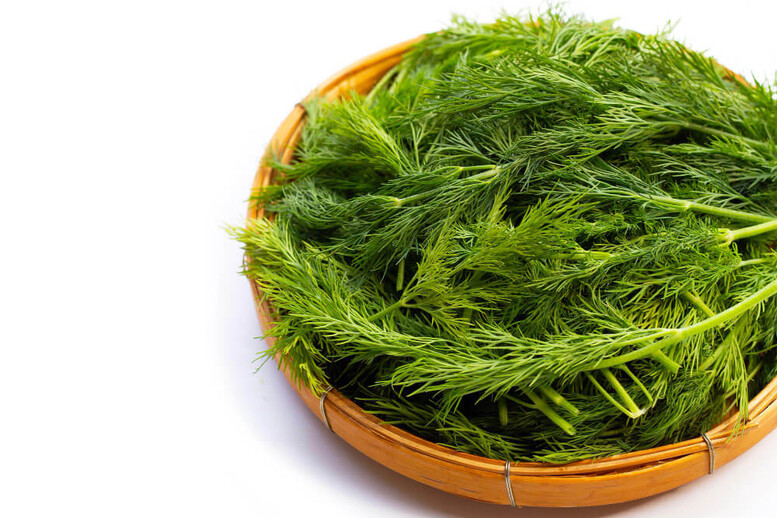 Jaki koper do kiszenia ogórków? | Przepisy.pl